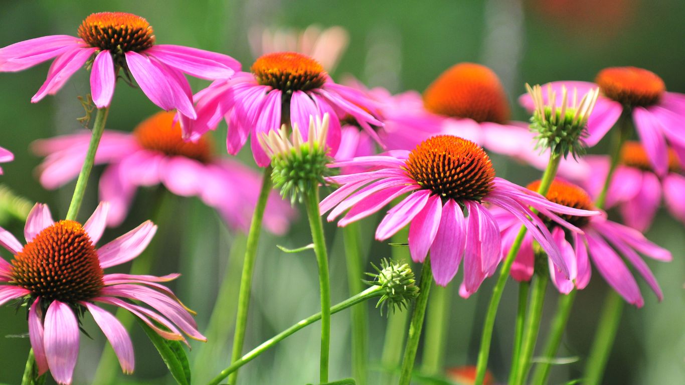 Stauden - Gartencenter Brunner